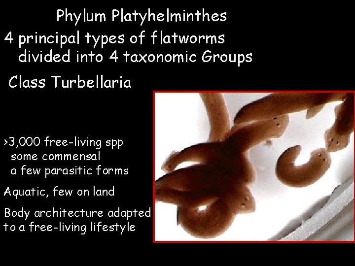 Phylum Platyhelminthes 4 principal types of flatworms divided