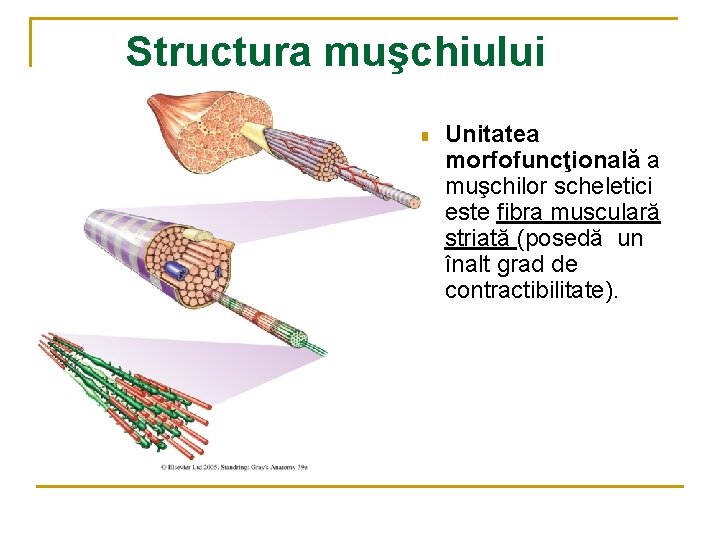Miologie General Catedra Anatomia Omului Angela Babuci Planul