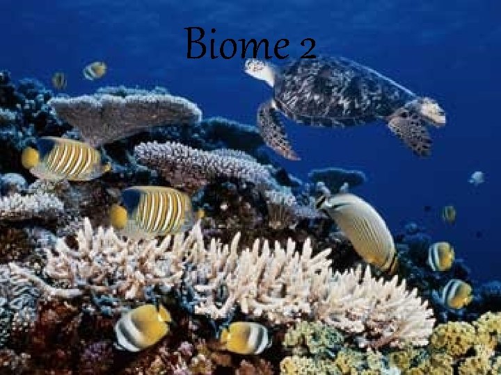 Introduction To Biomes Biomes are classified according to