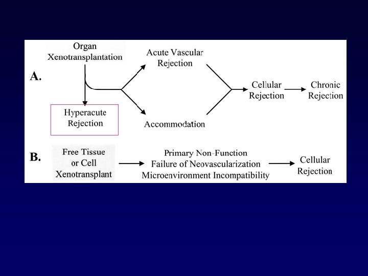 Transplantation Immunology Outline Definitions Transplantation antigens ...