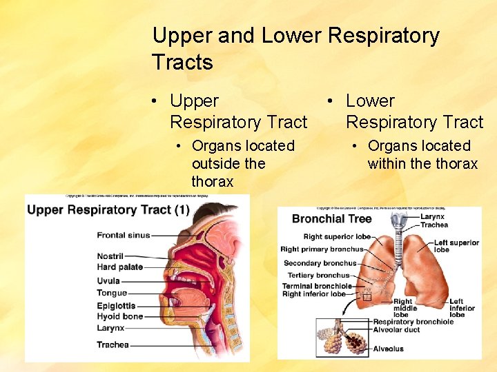 The Respiratory System System Overview Includes tubes that