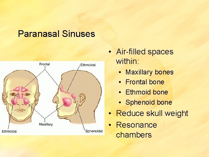 The Respiratory System System Overview Includes tubes that