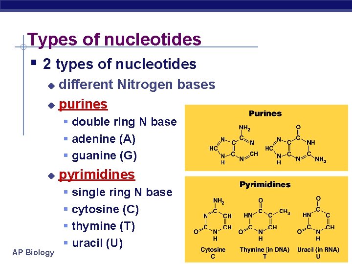 HELIX AP Biology Macromolecules Nucleic Acids AP Biology