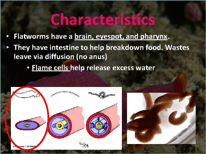 The WORMS Kingdom Animalia Various Phyla Platyhelminthes Flatworms