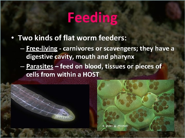 The WORMS Kingdom Animalia Various Phyla Platyhelminthes Flatworms
