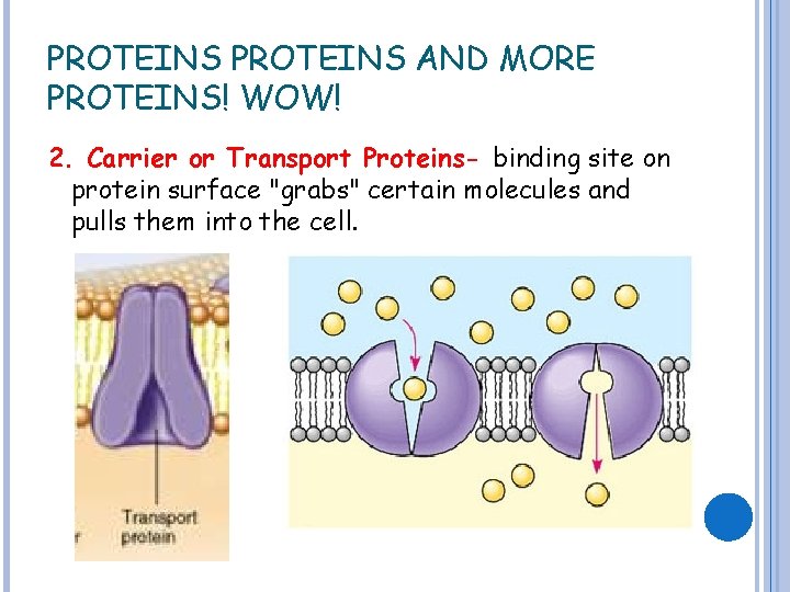 THE CELL MEMBRANE ONLY 2 MOLECULES THICK THIS