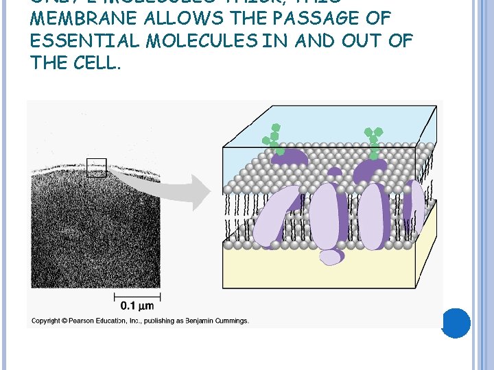 THE CELL MEMBRANE ONLY 2 MOLECULES THICK THIS