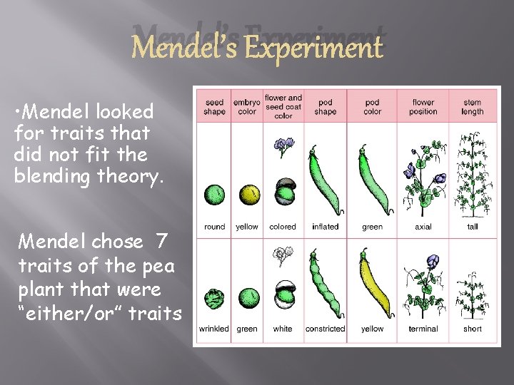 Mendels Experiment Mendel looked for traits that did