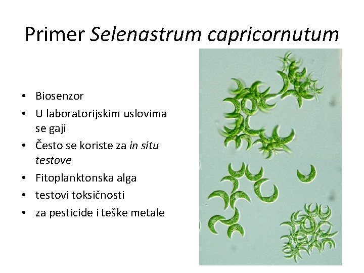 Monitoring i bioindikatori Alge kao bioindikaotri 4 predavanje