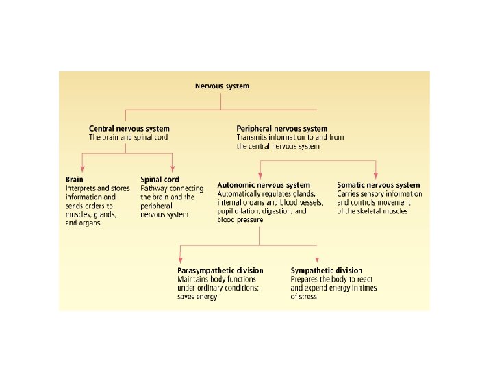 Neuroscience The Biological Perspective Chapter 2 Overview of