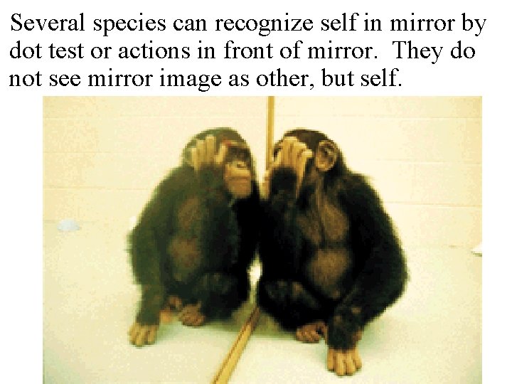 Today Using Animals as Research Subjects Do Animals