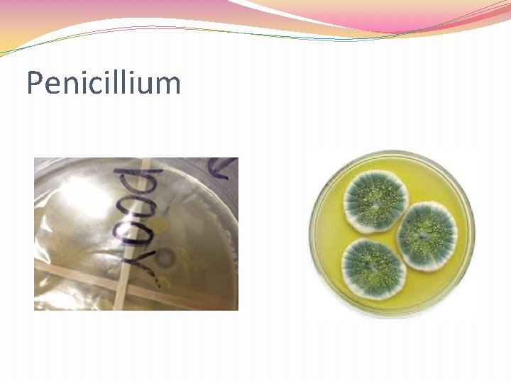 CDC Investigation Jesus Galan Hannah Van Dyke and