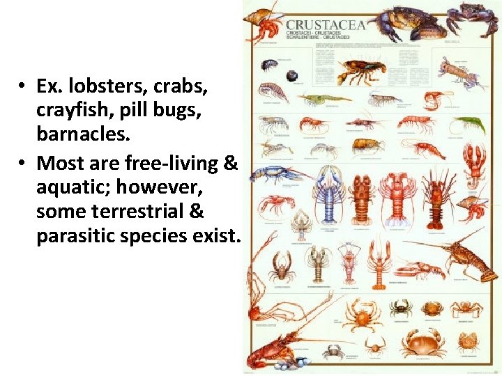 Subphylum Crustacea Arthropoda Classification Phylum Arthropoda ...