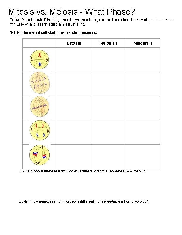 Meiosis vs Mitosis Comparison Science 9 Place the