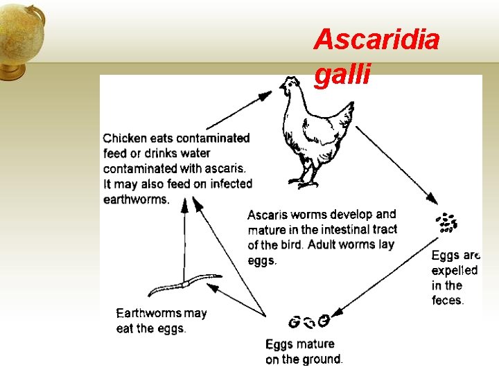 Lecture 2 Introduction of nematode DrEman Sayed Mohammed
