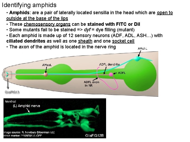 Laboratory course Model organism C elegans Week 2