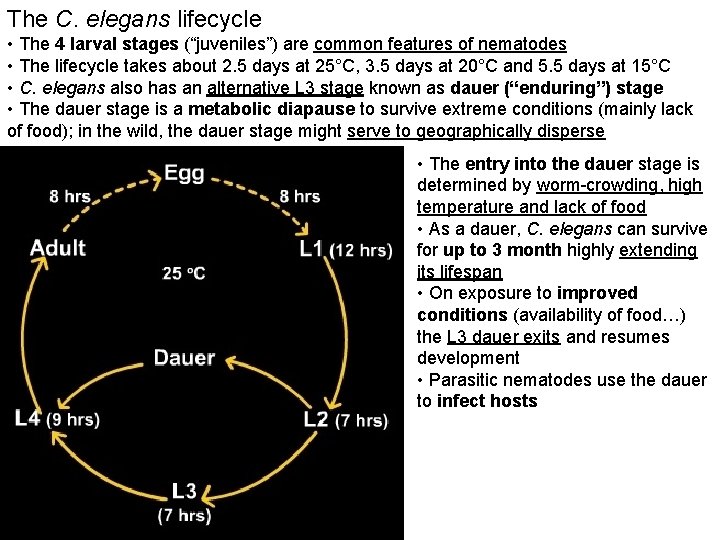 Laboratory course Model organism C elegans Week 2