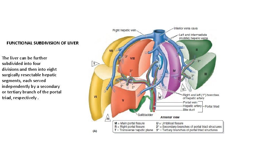 Gastrointestinal tract liver and biliary system Dr AMAL