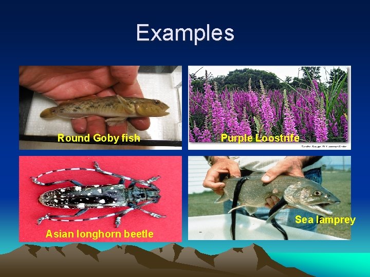 Biological Invaders How can foreign organisms successfully compete