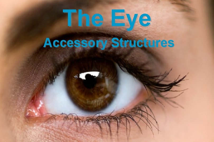 The Eye Accessory Structures 70 of sensory receptors