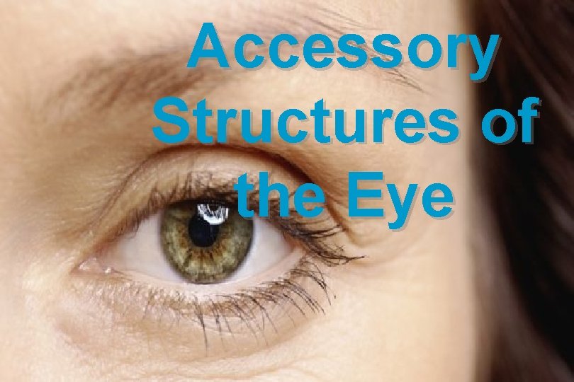 The Eye Accessory Structures 70 of sensory receptors