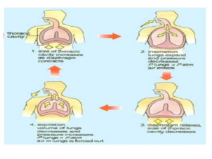 Respiratory System Two Zones of the Respiratory System