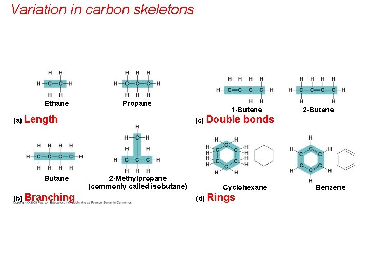 Chapter 4 Carbon and the Molecular Diversity of