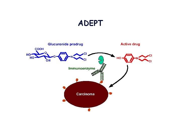 Antibody and prodrug therapy of cancer Steve Roffler