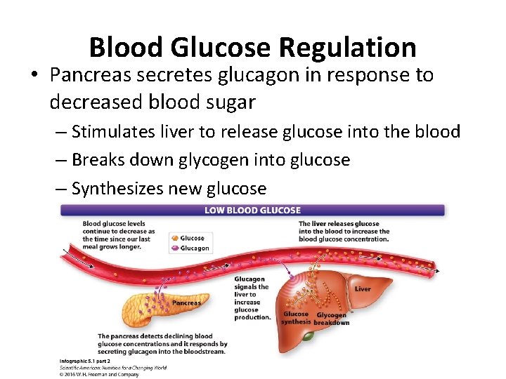 NUTRITION AND DIABETES Chapter 5 Objectives Describe how
