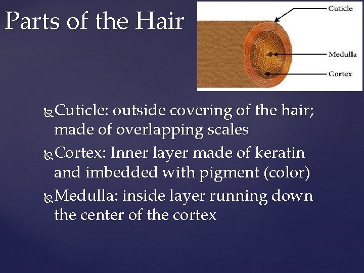 Hair Analysis Its Everywhere When is it used