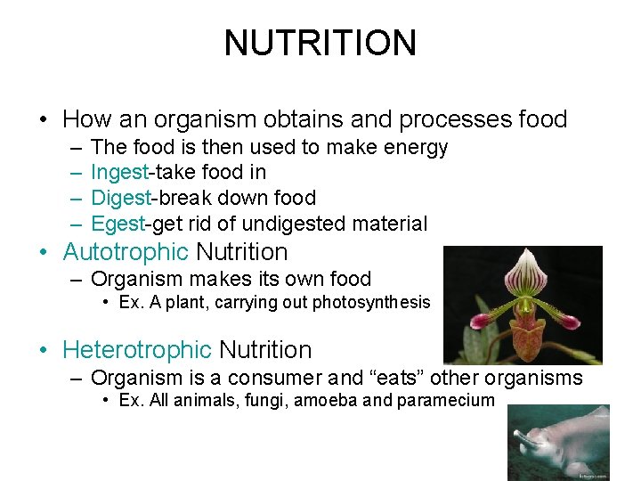 LIFE PROCESSES NUTRITION How an organism obtains and
