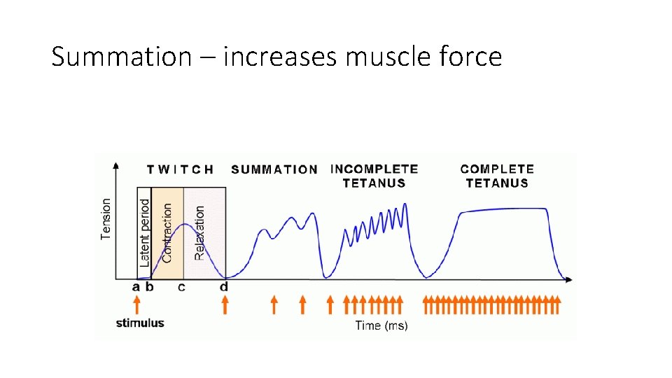 More about Muscles Types of Contractions Isotonic when
