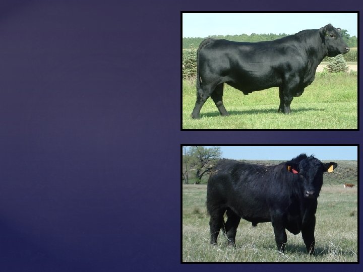 Breeding Genetics How have animal breeds evolved Selective