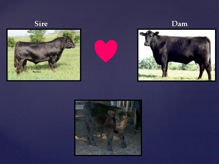 Breeding Genetics How have animal breeds evolved Selective