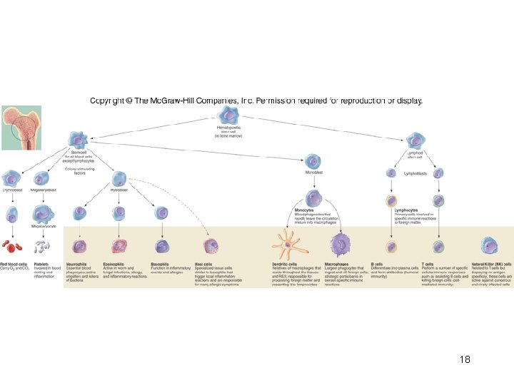 Chapter 14 Nonspecific Host Defenses Defense Mechanisms of