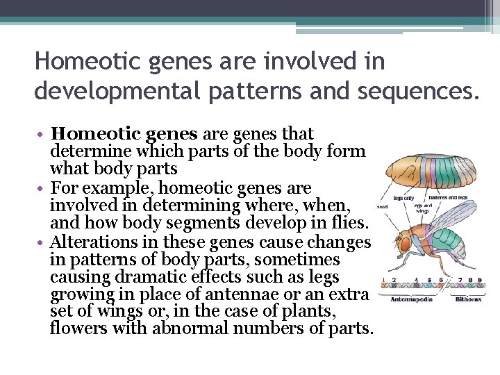 Essential knowledge 2 E 1 Timing and coordination