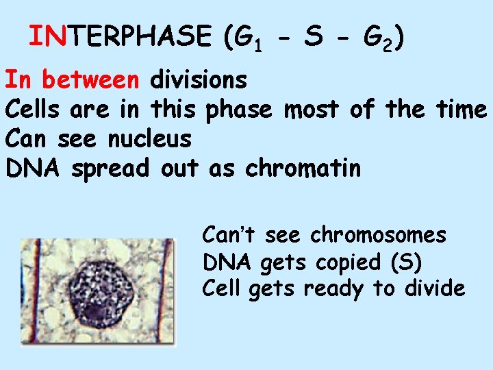 Materials move through cells by diffusion Oxygen and