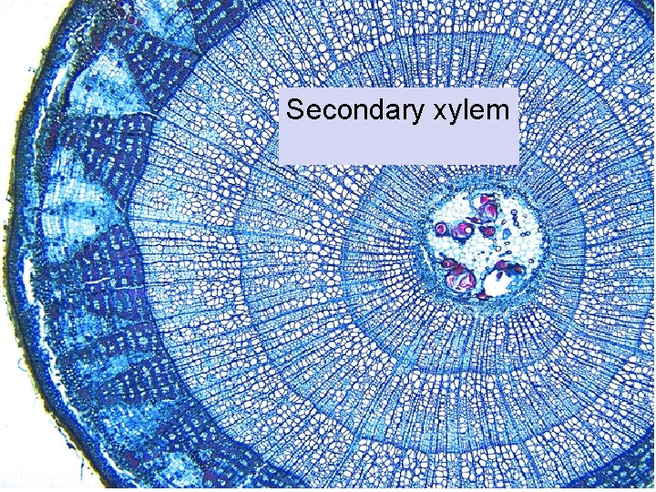 The Plant Body Chapter 3 Fall 2020 Outline