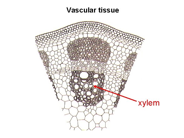 The Plant Body Chapter 3 Fall 2020 Outline