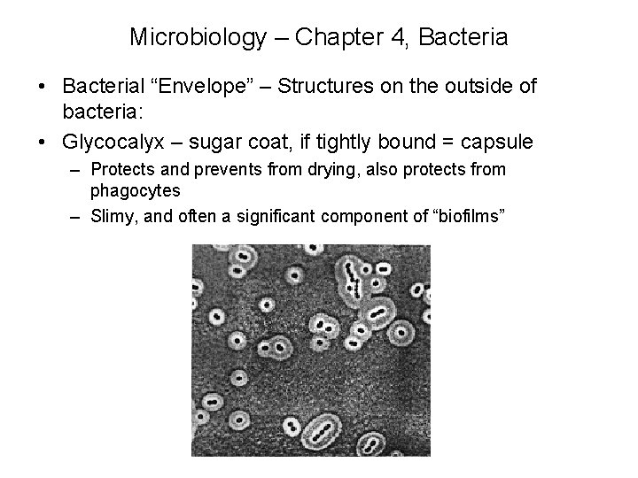 Microbiology Chapter 4 Bacteria are Prokaryotes No nucleus