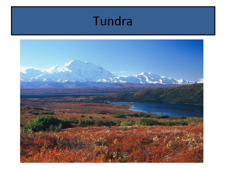 Tundra Climate The tundra is drier and colder