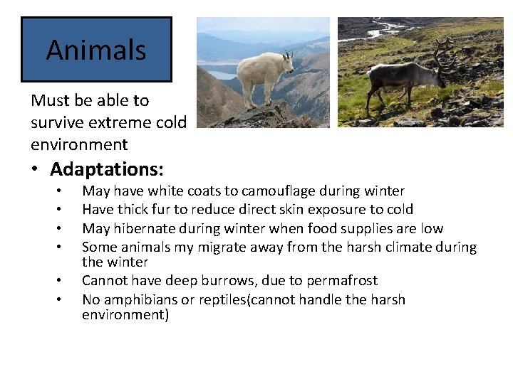 Tundra Climate The tundra is drier and colder