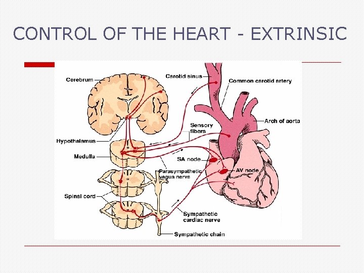 THE CARDIORESPIRATORY SYSTEM Chapter 9 Cardiorespiratory System o