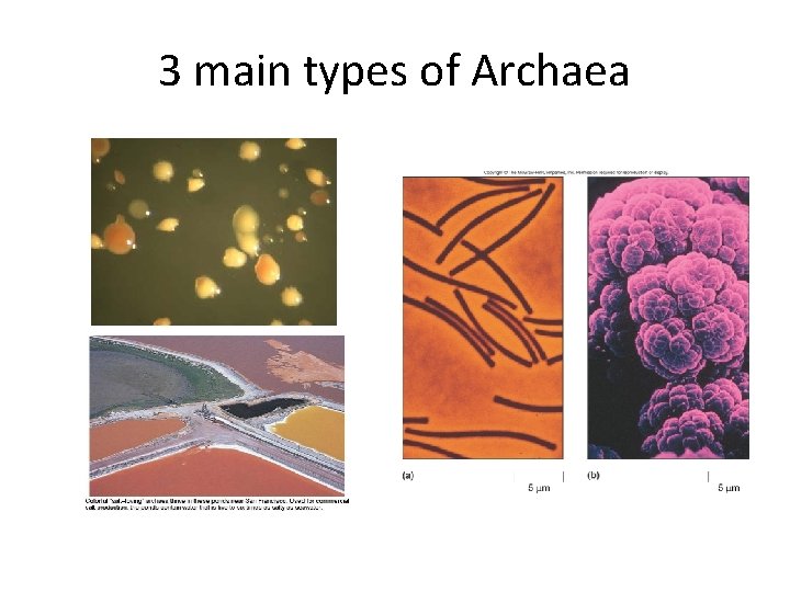 Archaea Prokaryotic Team Extreme Introduction Archaea are prokaryotic