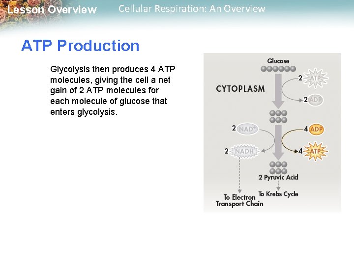 Lesson Overview Cellular Respiration An Overview Lesson Overview
