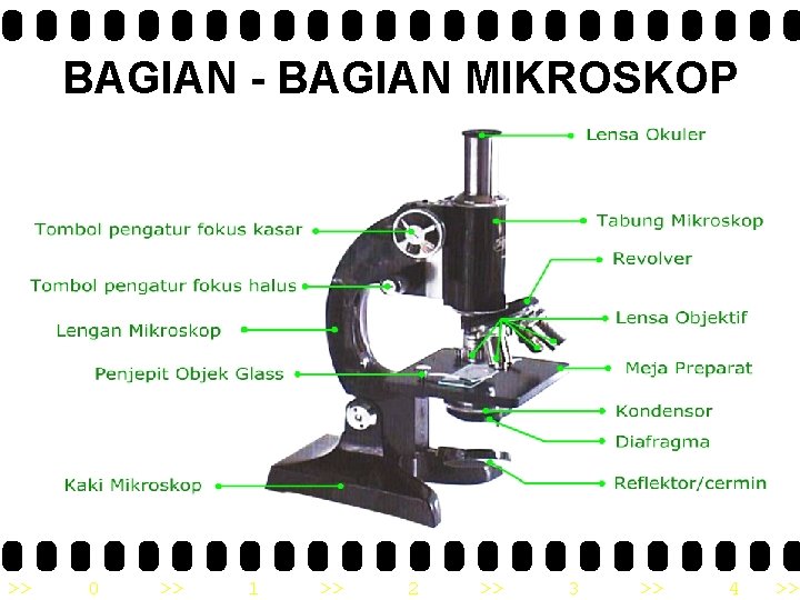 MIKROSKOP PEMBUKA STRUKTUR RAHASIA dan PERKEMBANGAN MAKHLUK HIDUP