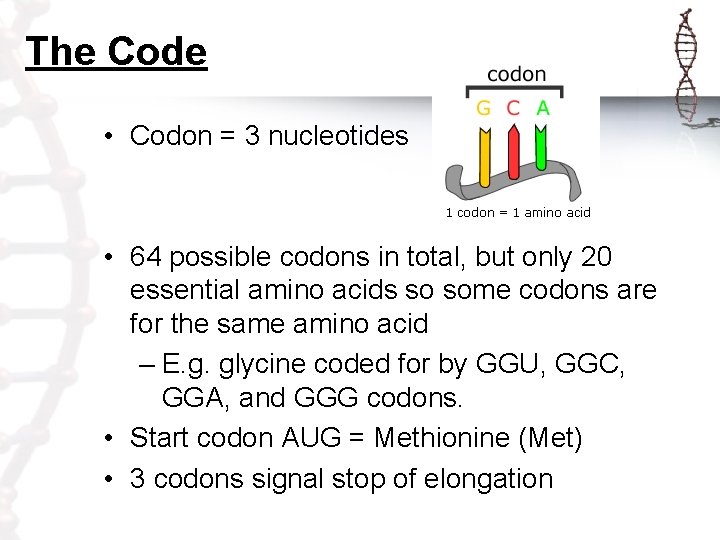 Protein Synthesis The Central Dogma of Biology Refers