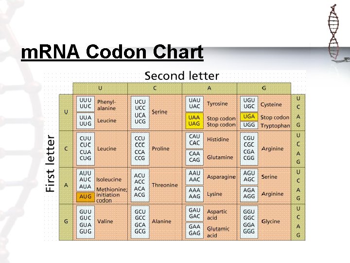 Protein Synthesis The Central Dogma of Biology Refers