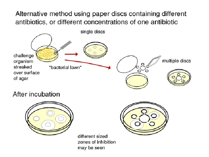 Bacterial lawn Learning objectives To be able to