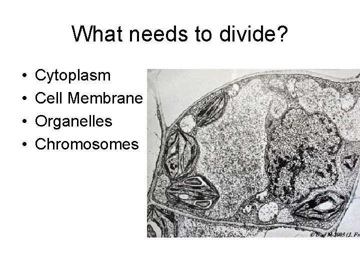 Cell Division Dividing to multiply Why Divide Growth